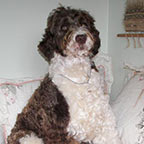 Sharmink Kennels - Portuguese Water Dogs in Cape Breton Island, Nova Scotia