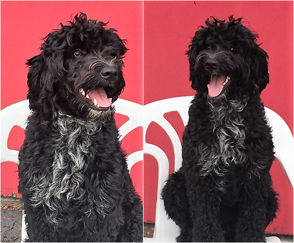 Sharmink Kennels - Portuguese Water Dogs in Cape Breton Island, Nova Scotia