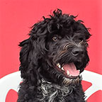 Sharmink Kennels - Portuguese Water Dogs in Cape Breton Island, Nova Scotia