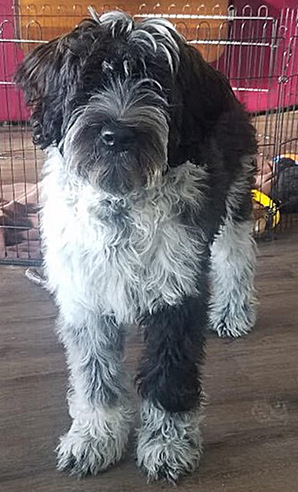 Sharmink Kennels - Portuguese Water Dogs in Cape Breton Island, Nova Scotia