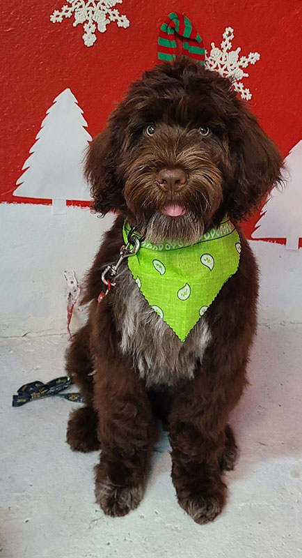 Sharmink Kennels - Portuguese Water Dogs in Cape Breton Island, Nova Scotia