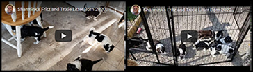 Sharmink Kennels - Portuguese Water Dogs in Cape Breton Island, Nova Scotia